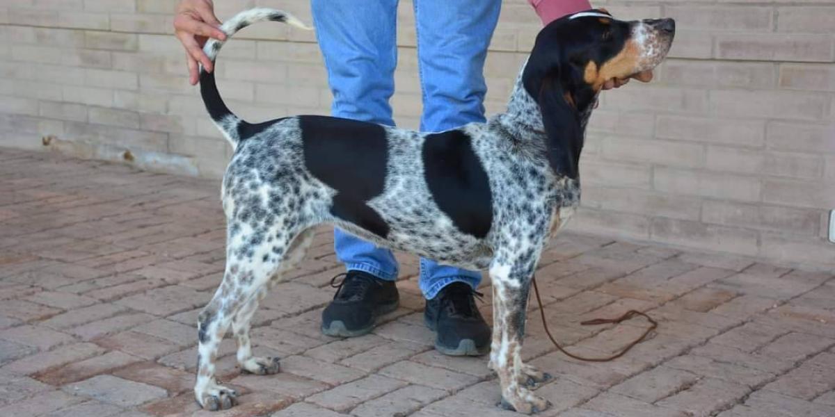 Razas de perros: sabueso fino, la única raza originaria de Colombia