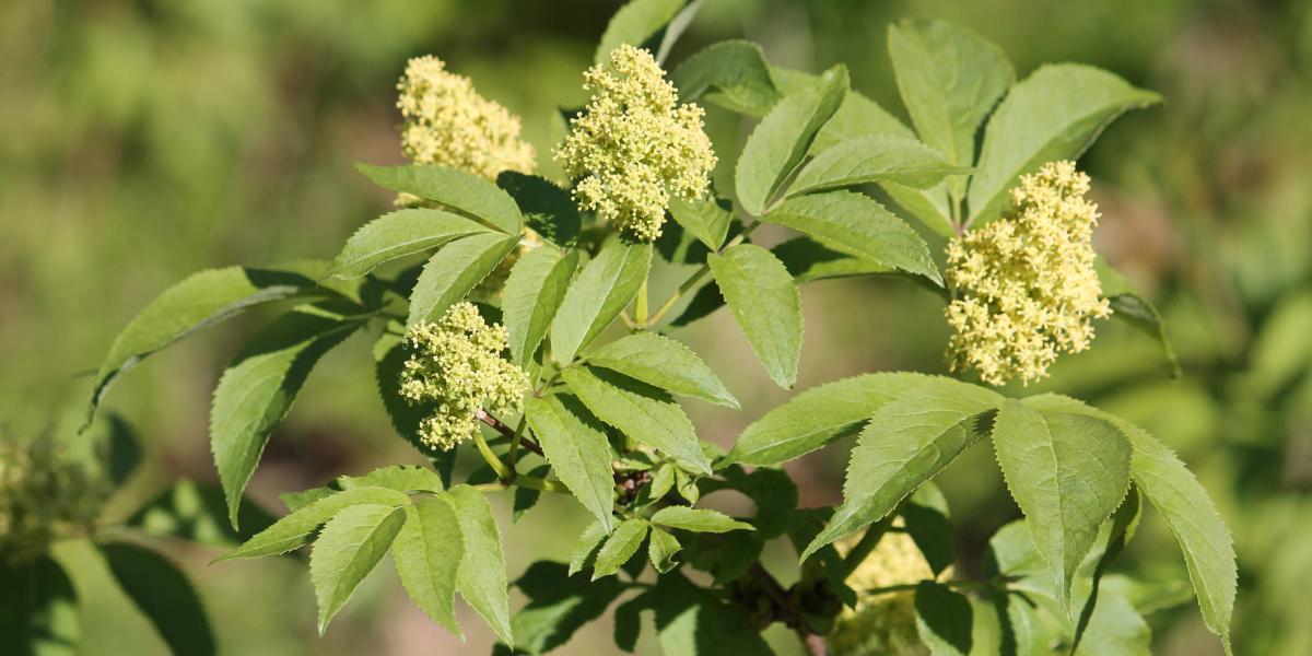 Flor de sauco: así puedes usarla para mejorar el sistema inmune