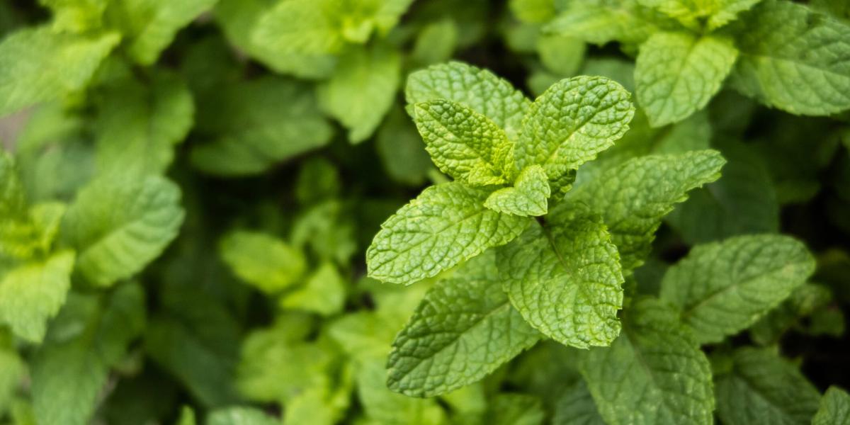 Planta de menta: ¿cuáles son sus propiedades y para qué sirve?