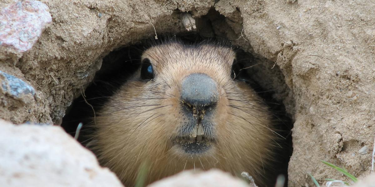 Día de la Marmota: desde cuándo y por qué se celebra