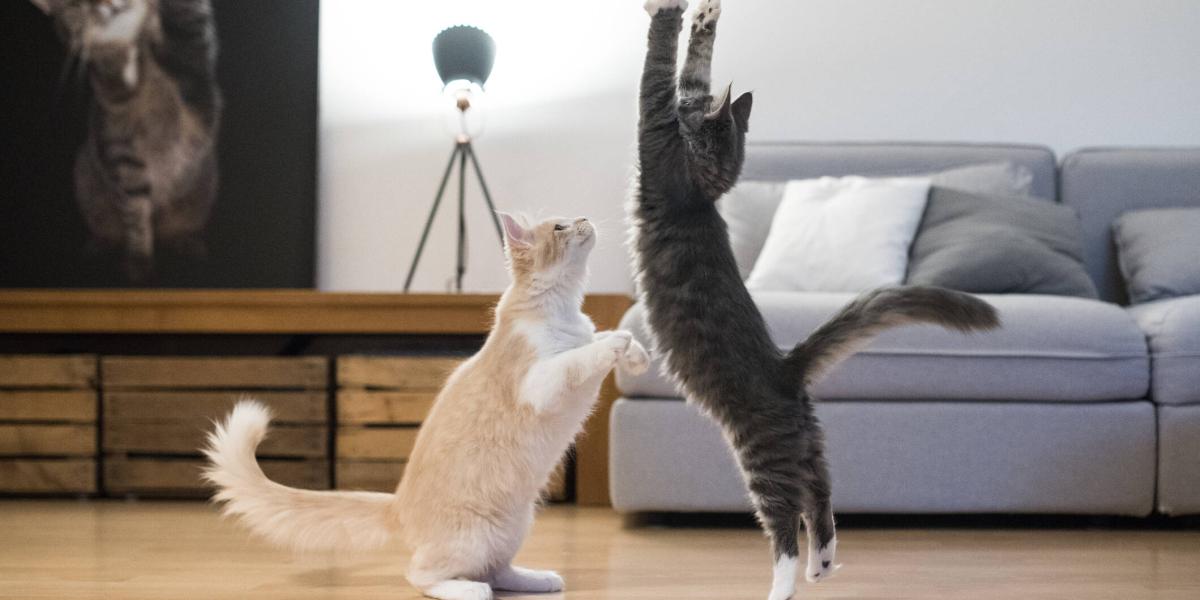 Gatos: ¿cómo hacerle juguetes en casa?