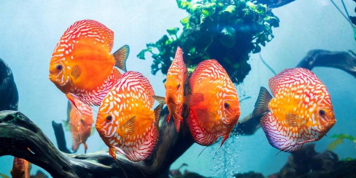 Peces amazónicos: cómo China se convirtió en el mayor productor