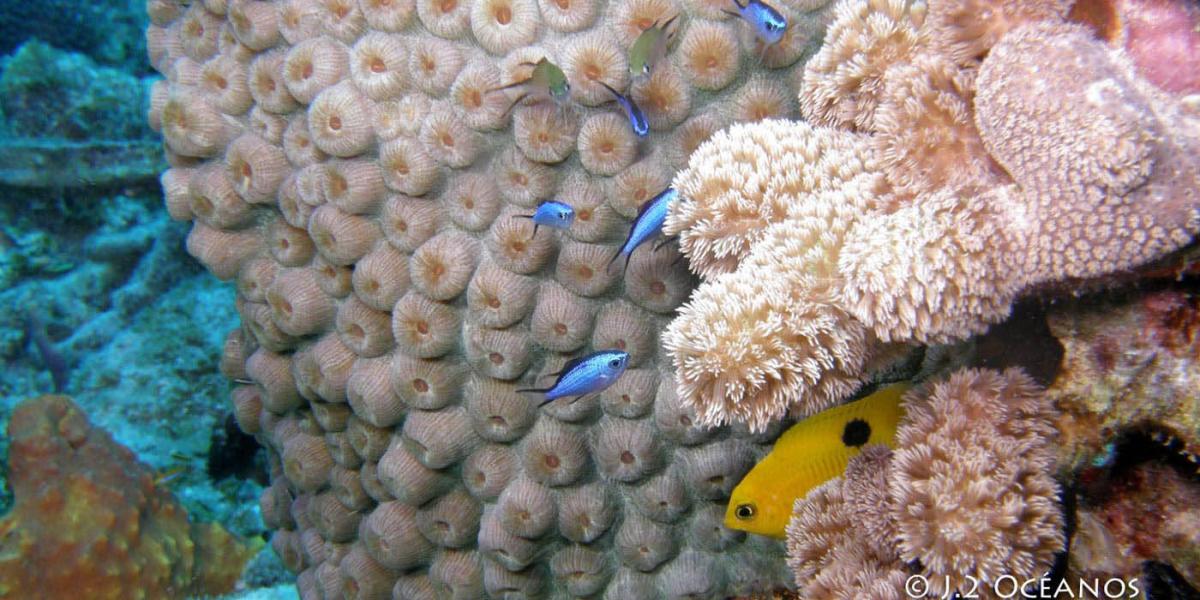 Pez loro: especie amenazada crucial para conservar arrecifes de San Andrés