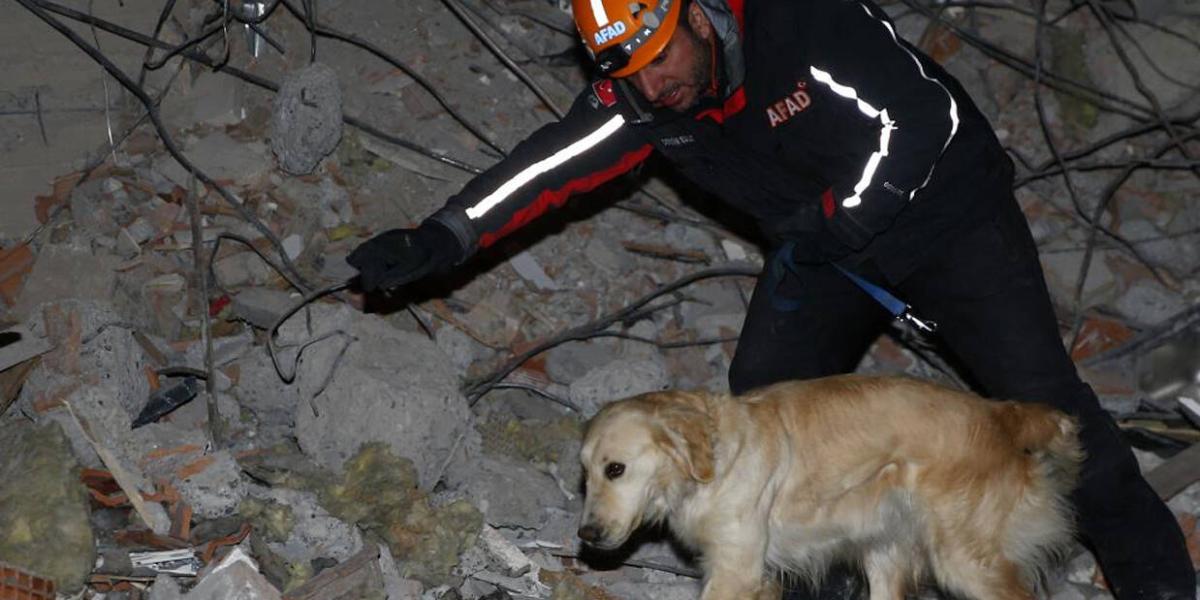 El perro rescatista en Turquía que salvó a 5 personas estando herido