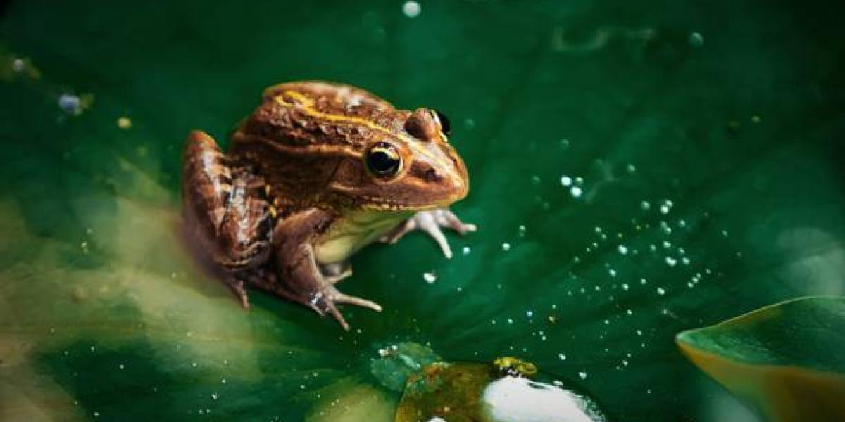 ¿Qué significa soñar con sapos?