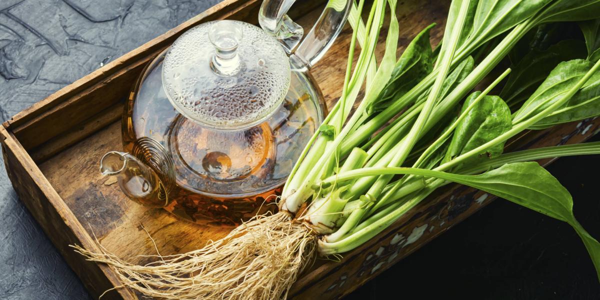 Llantén: para qué sirve esta planta medicinal