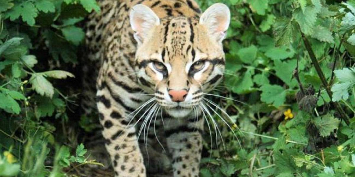 Ocelote fue brutalmente maltratado en Suratá