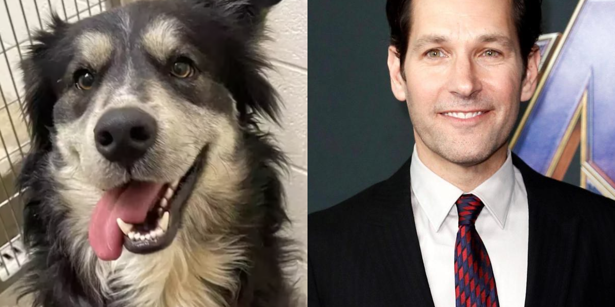 Perro y Paul Rudd: canino se hace famoso por su parecido
