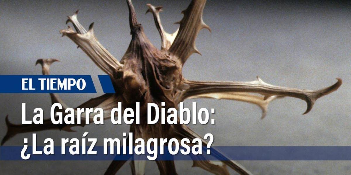 Garra del Diablo: lo que debe saber sobre esta planta