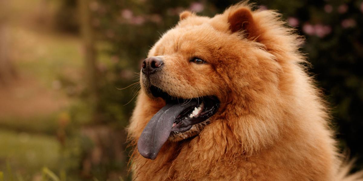 Conoce usted la historia y las características del perro Chow chow