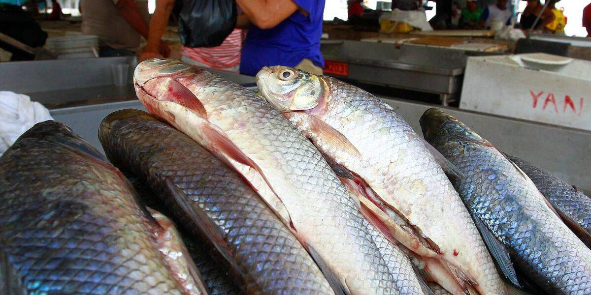 Bocachico: el pez argentino con el que lo confunden con el de Colombia