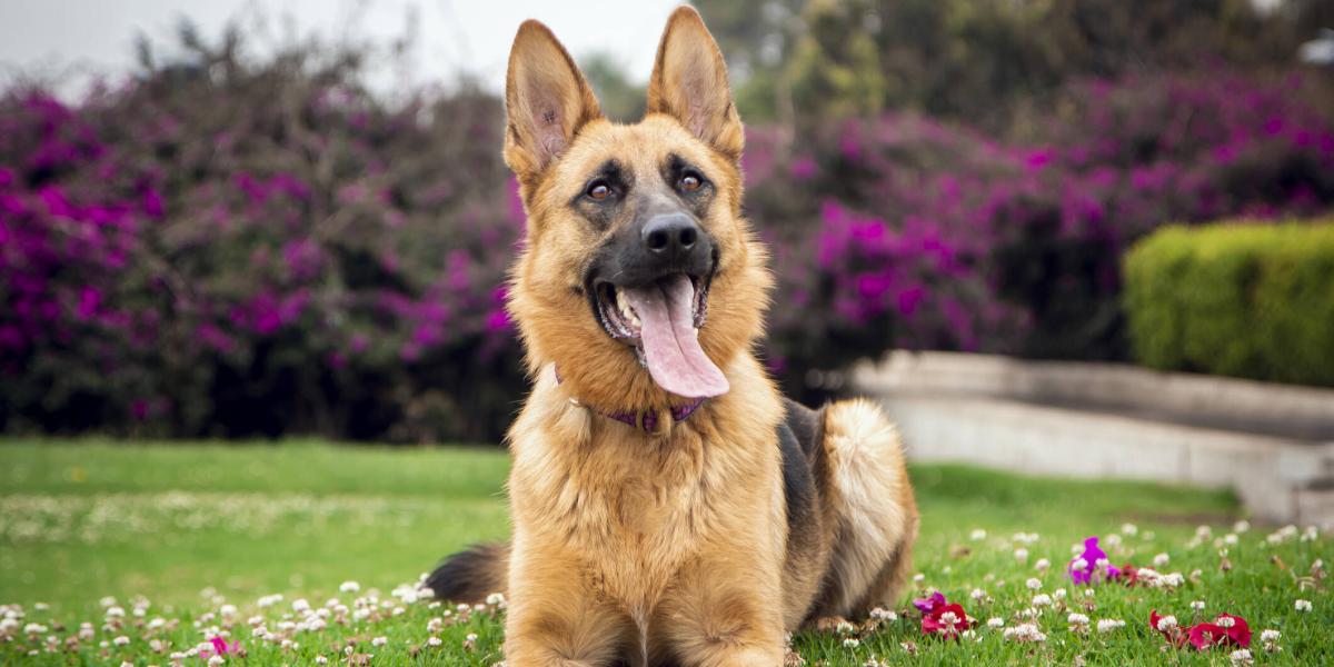 Pastor Alemán: el icónico 'Comisario Rex'
