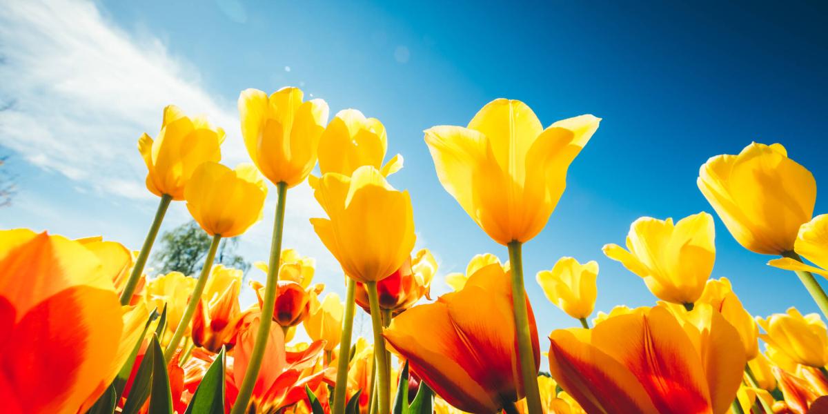 Flores amarillas: qué tanto sabemos de ellas