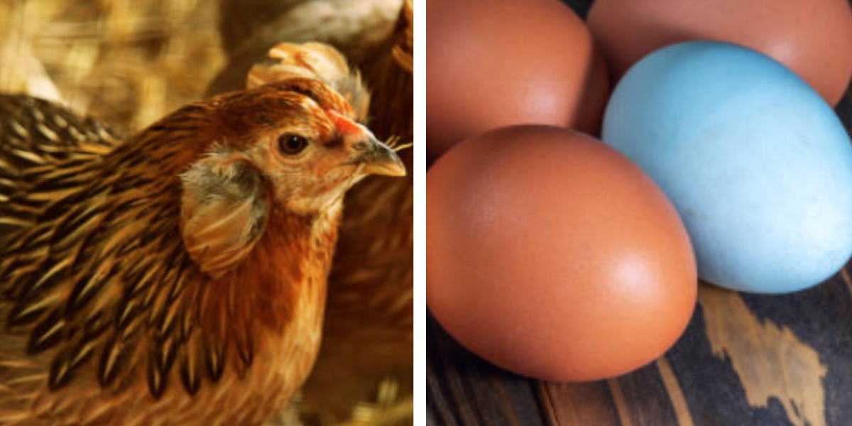 El caso de la gallina que pone huevos azules