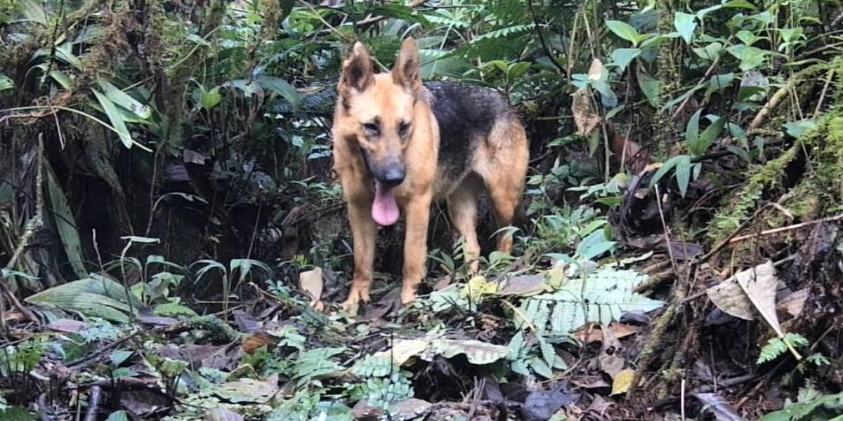 Huila: alertan que perros salvajes son una amenaza para otros animales