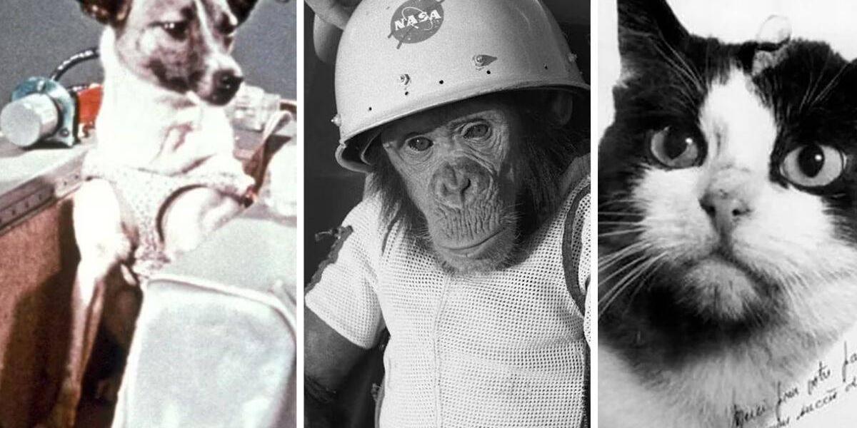 Estos son los animales que han viajado al espacio en la historia