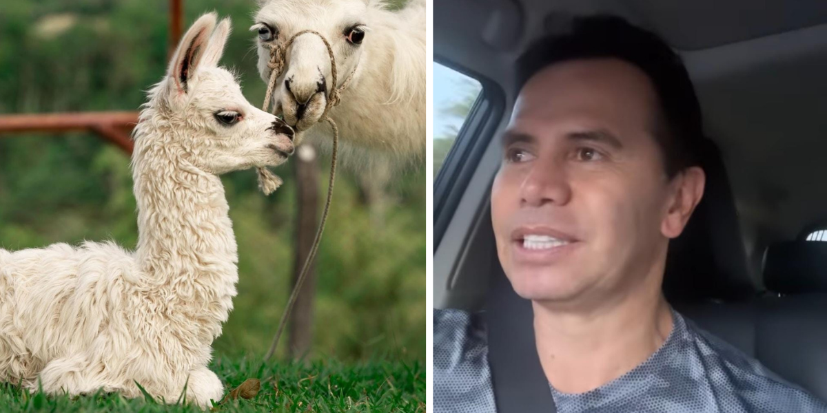 Jhonny Rivera lamentó en redes muerte de Copito, su pequeña llama mascota