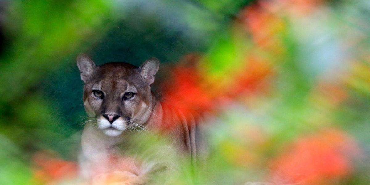 Antioquia: pareja de pumas en captada paseando por zona rural de Sabaneta
