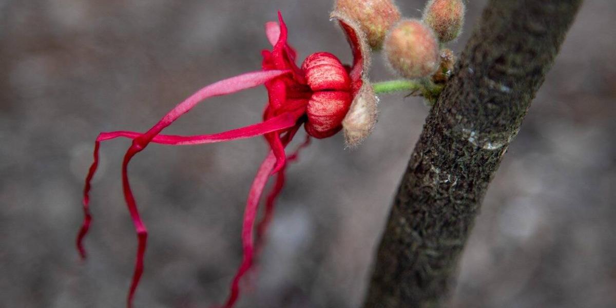 Bogotá: extraña flor que científicos reportan en el Jardín Botánico