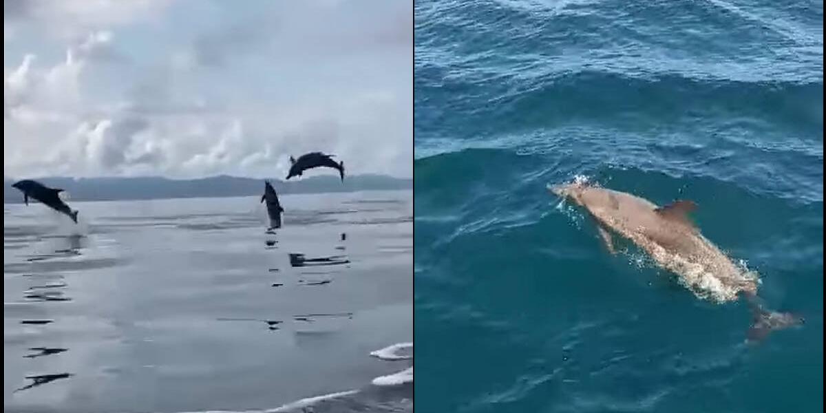 Un grupo de delfines es grabado junto a un barco turístico en Necoclí