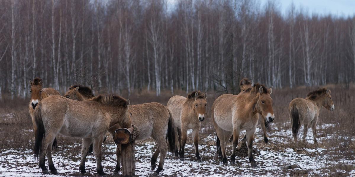 Animales ‘mutantes’ de Chernóbil: arañas ‘confundidas’, ranas más oscuras