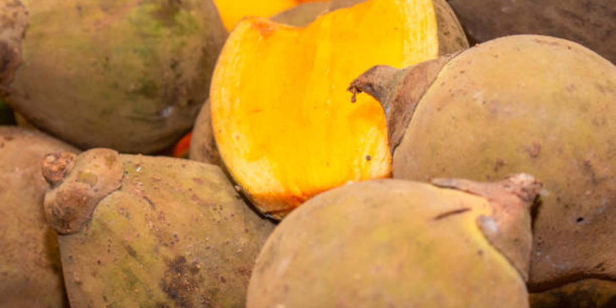 Zapote: ¿qué es el zapote y para qué sirve?