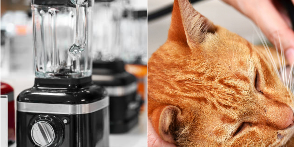 Cat blender: el video de crueldad animal que genera gran rechazo en redes