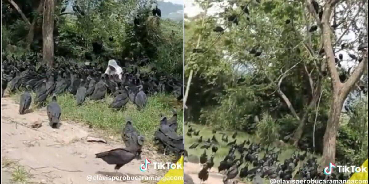 Una persona reúne un gran grupo de chulos y les estaría hablando