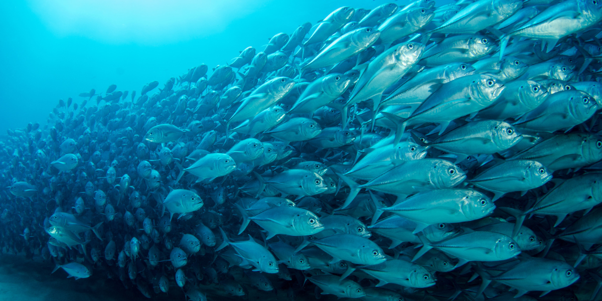 El Número De Especies De Peces En Peligro De Extinción Puede Ser Cinco
