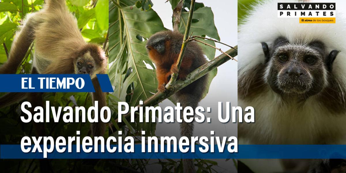 Salvando Primates: una experiencia para conectar con los bosques