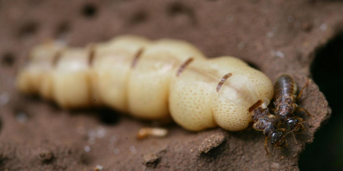 Termitas necesitan rey y reina para sobrevivir: así funciona