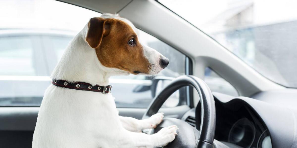 Como Ayudas A Un Perro Borracho