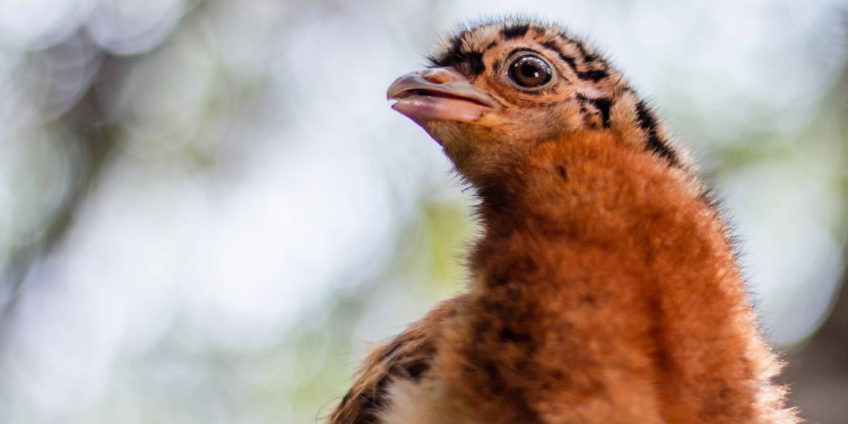 Nació en Barranquilla una cría de paujil de pico azul, ave en peligro ...