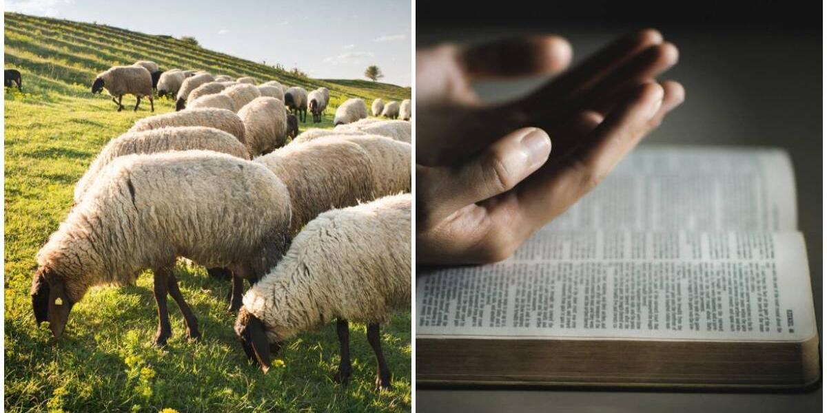 Cordero: ¿Cuál es la diferencia entre cordero y oveja en la Biblia?