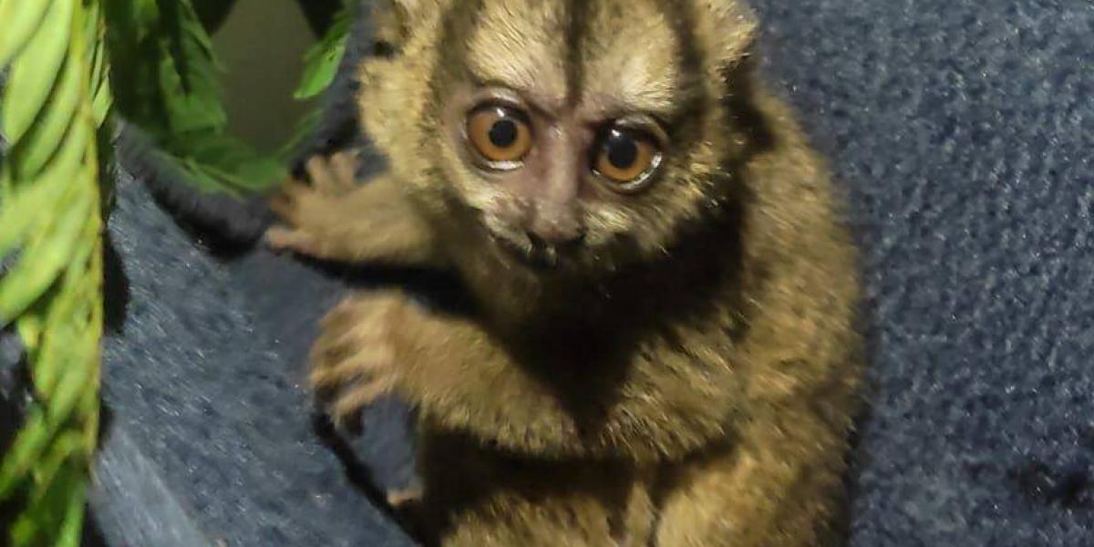 Antioquia: marteja hembra infantil fue abandonada en malas condiciones