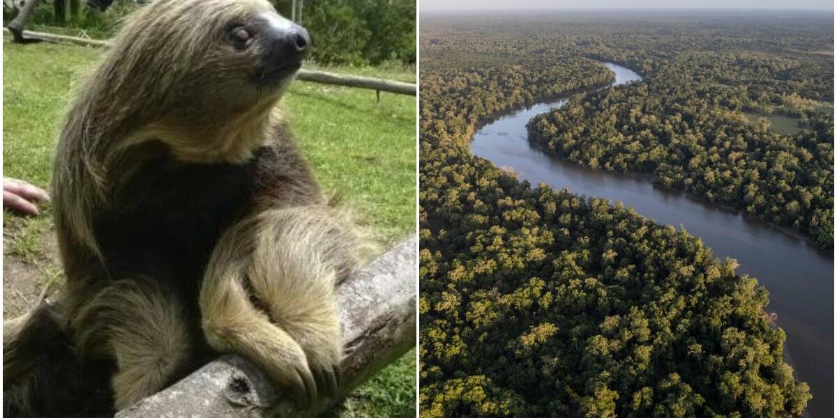 Amazonas: ¿Cuáles han sido los animales más grandes encontrados en el ...
