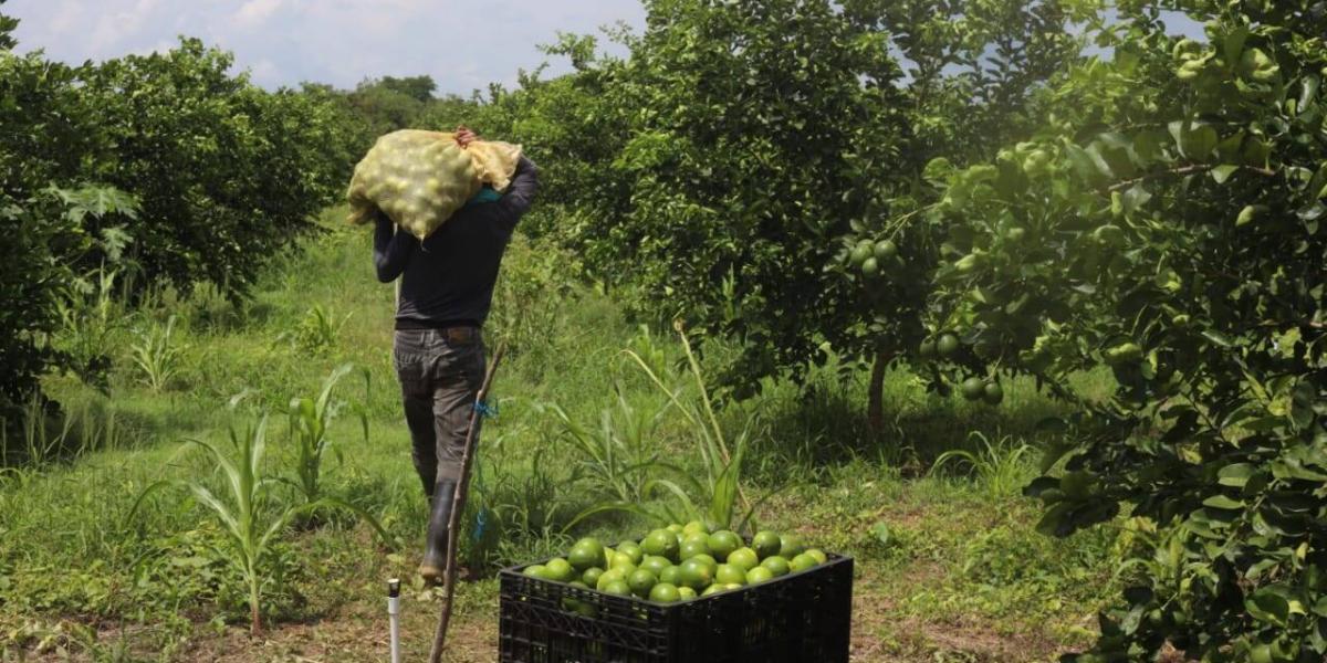 Atlántico: en Repelón celebran por primera cosecha de limón en años