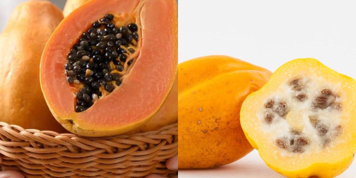 Papayuela: ¿Cuál es la diferencia entre la papaya y la papayuela?