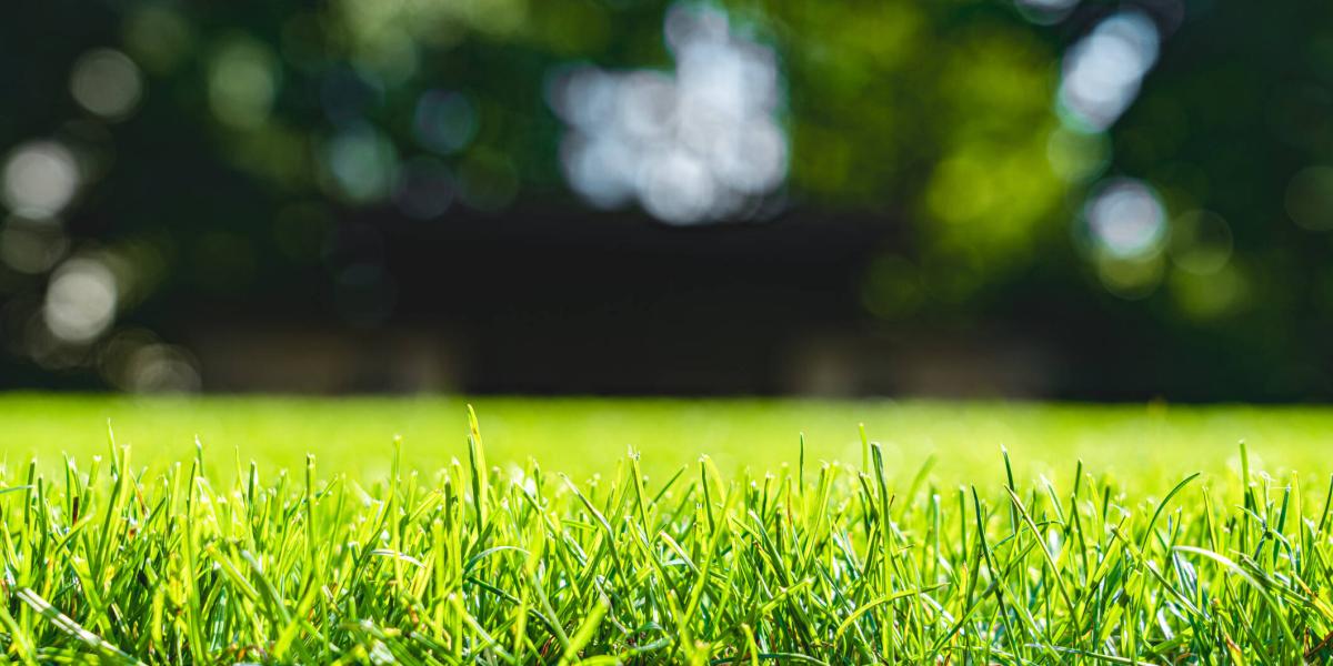 Pasto: ¿Como sembrar cesped?