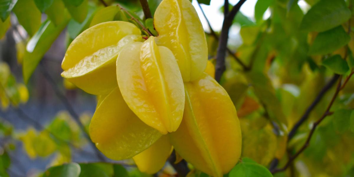 Carambola: ¿qué beneficios tiene la fruta carambola?