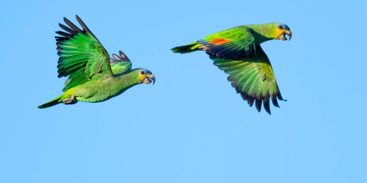 Día Mundial del Loro: el ave más exótica y amenazada en Colombia