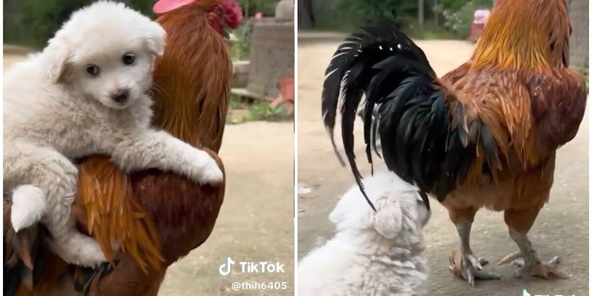 Video viral en el que un gallo lleva a caballo a un cachorro