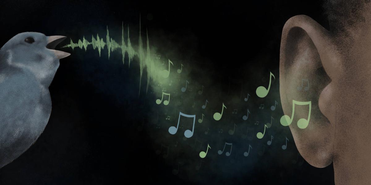 Las similitudes que humanos y aves comparten en su canto