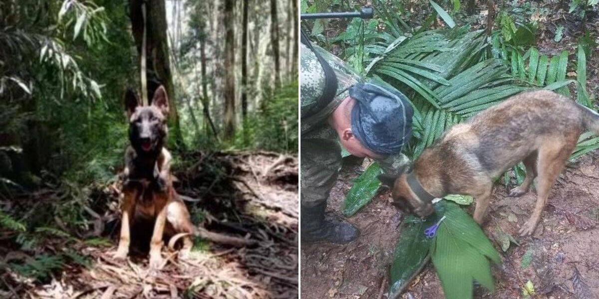 Wilson: historias insólitas del perro rescatista de los niños perdidos ...