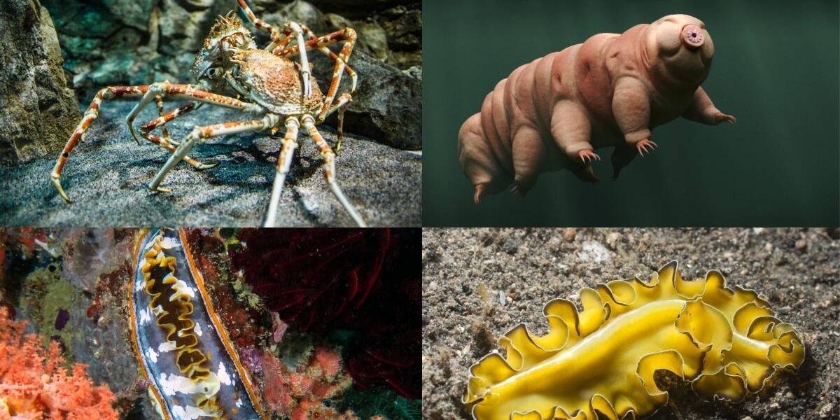 Animales invertebrados: cuáles son algunas de las especies menos conocidas