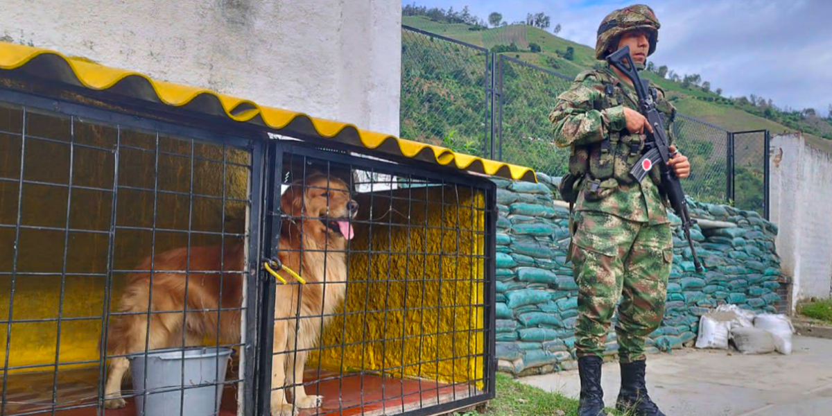 Killer: el perro del Ejército que debe permanecer custodiado por ...