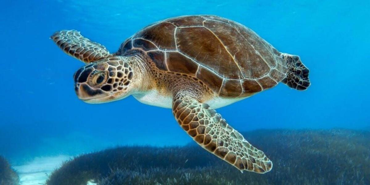 Tortugas: datos curiosos sobre estos reptiles