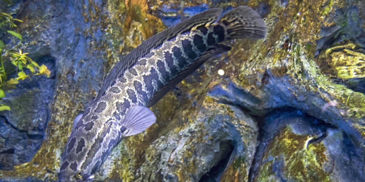 Pez cabeza de serpiente: preocupación por extraño pez invasor en ...