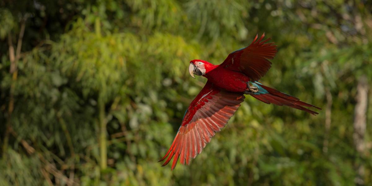 Amazonía: un destino para conocer y disfrutar
