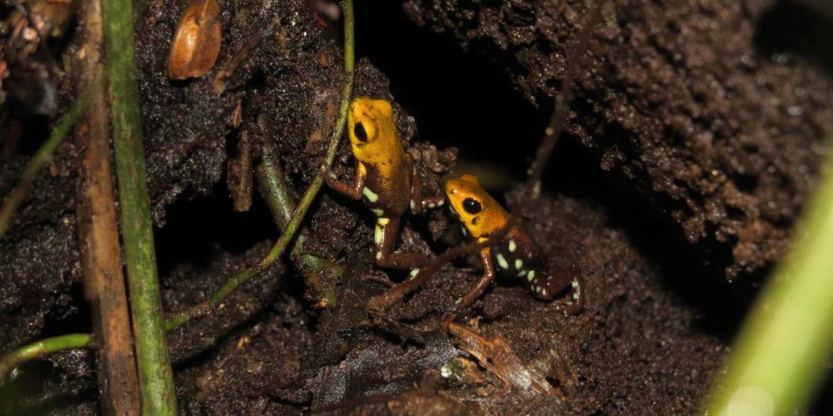 Rana única en el mundo que habita en Supatá corre el riesgo de desaparecer